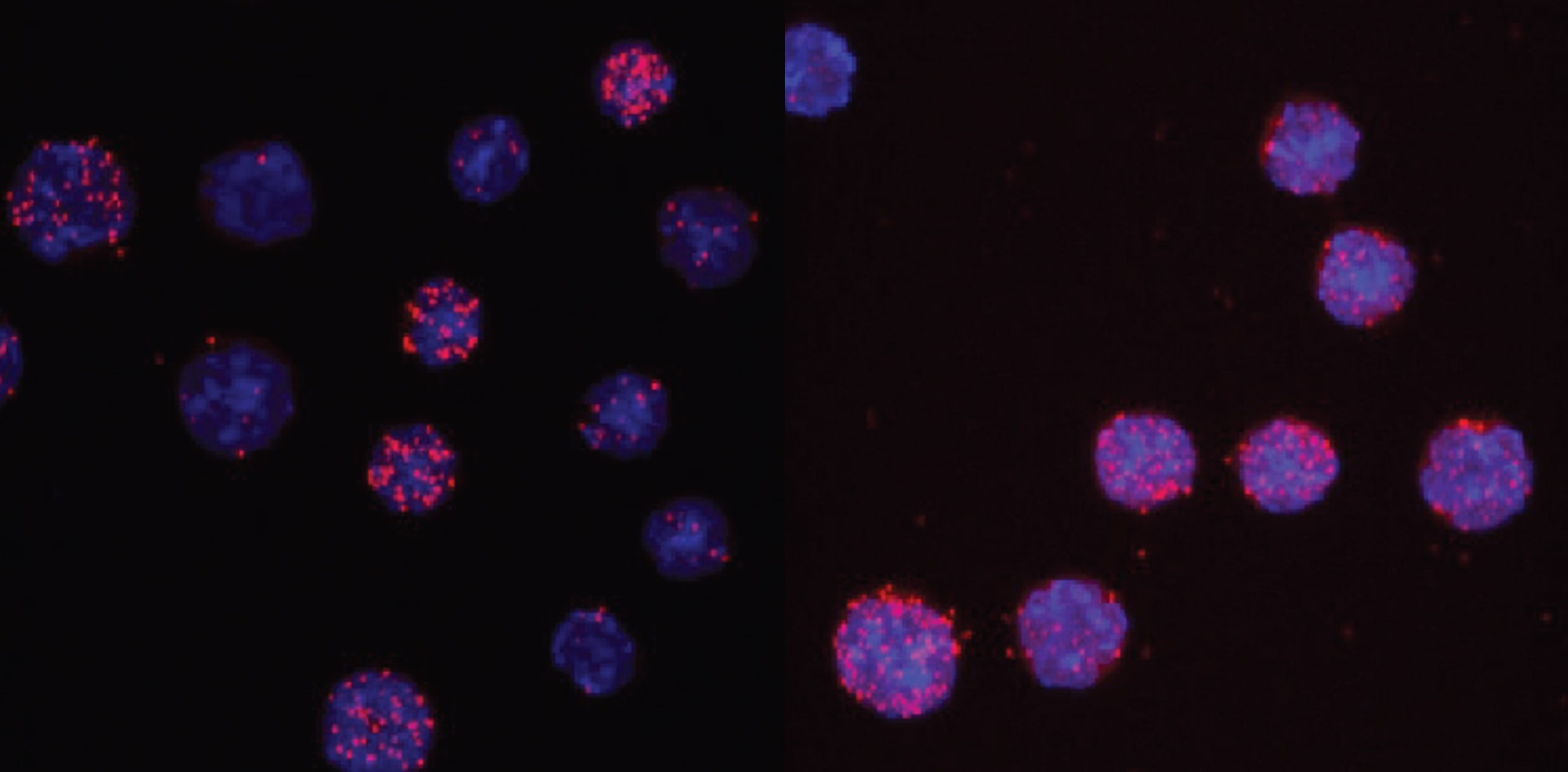 Verschiedene Zelltypen Mitose – Wikipedia