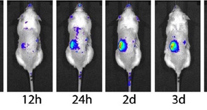 Ischemic renal failure and organ damage: a new mouse model holds the ...