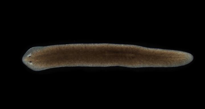 Stem cells of worms and humans more similar than expected | Max ...