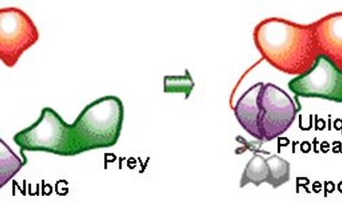 Alzheimer network | Max Delbrück Center