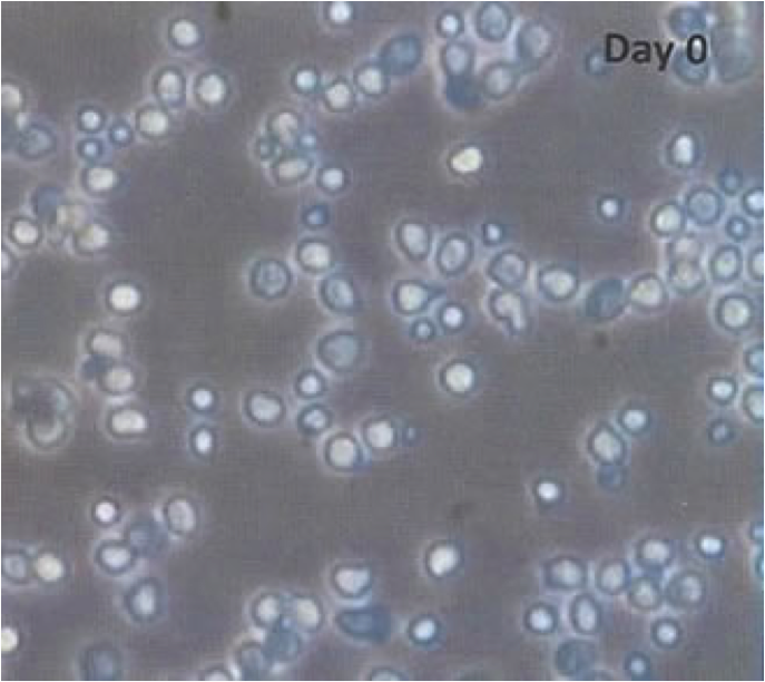 Pluripotent Stem Cells | MDC Berlin