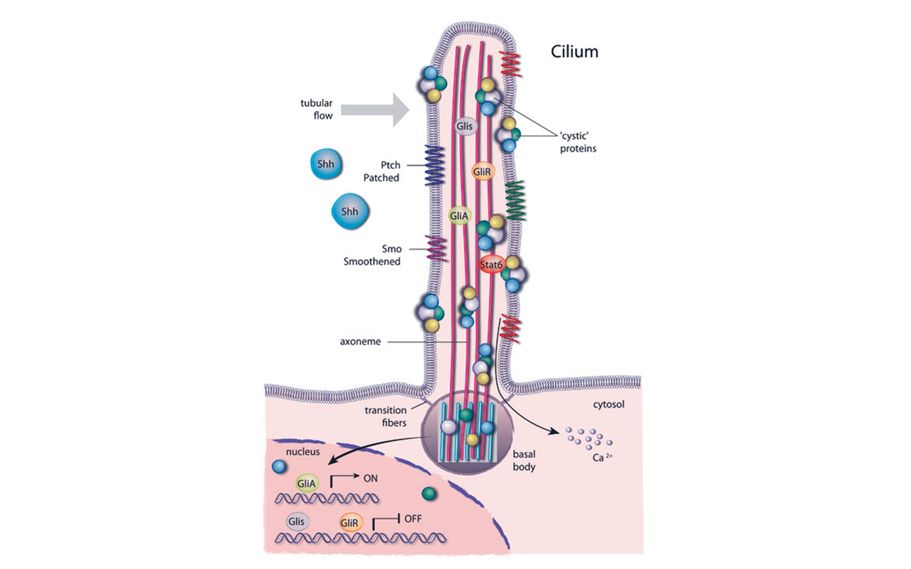 The Cilium | Max Delbrück Center
