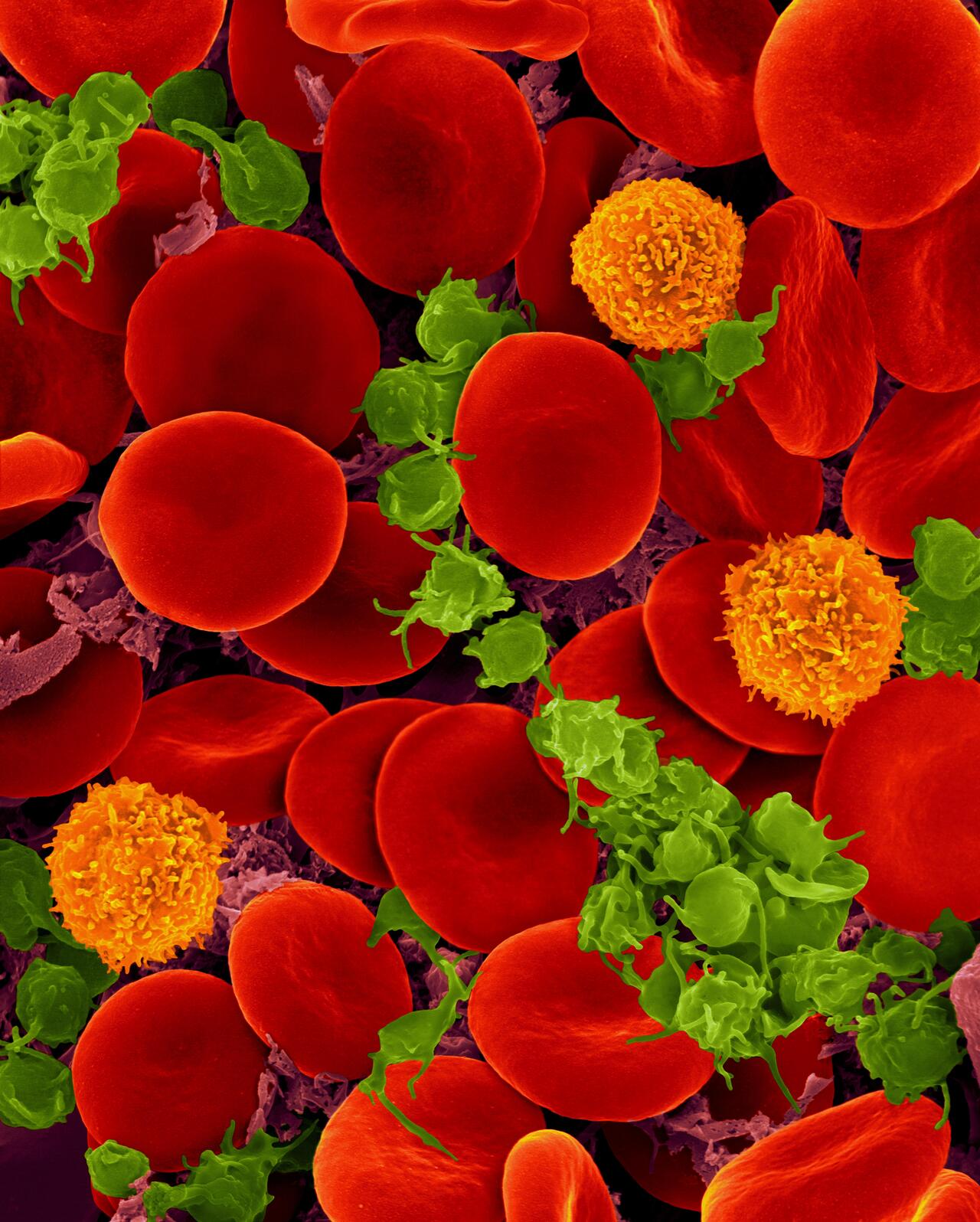 human immune system microscope