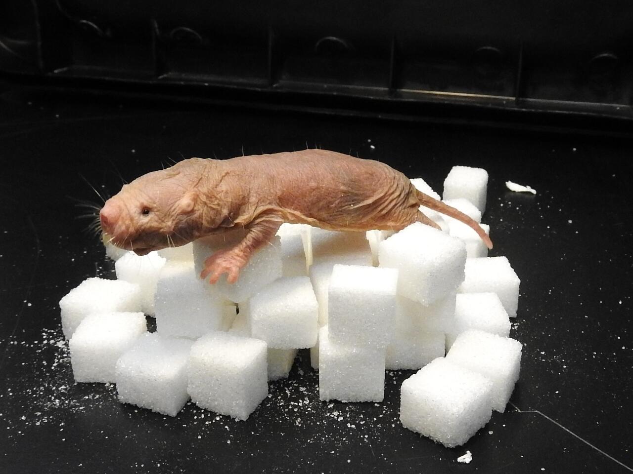 Touch, pain and the strange sensory world of the naked mole rat | Max ...