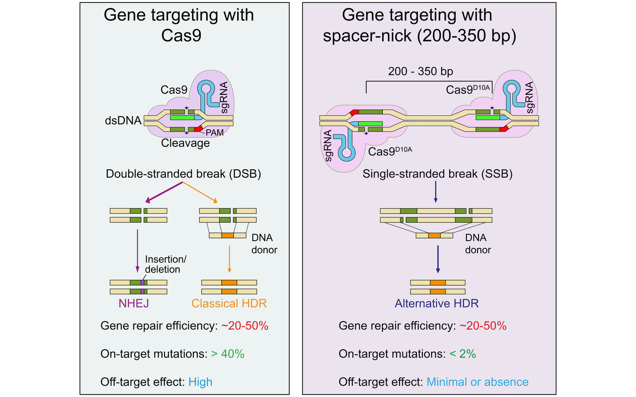 A fine-tuned gene editor | Max Delbrück Center