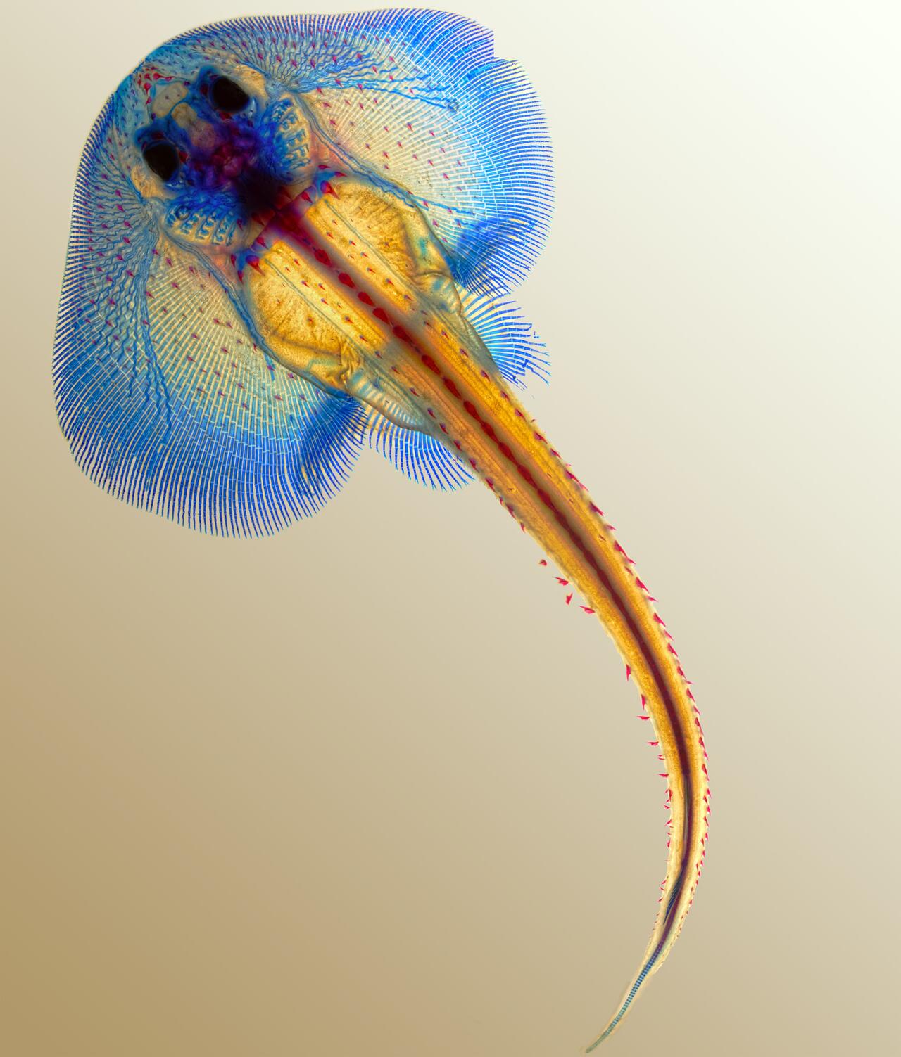 How skates learned to fly through water | Max Delbrück Center