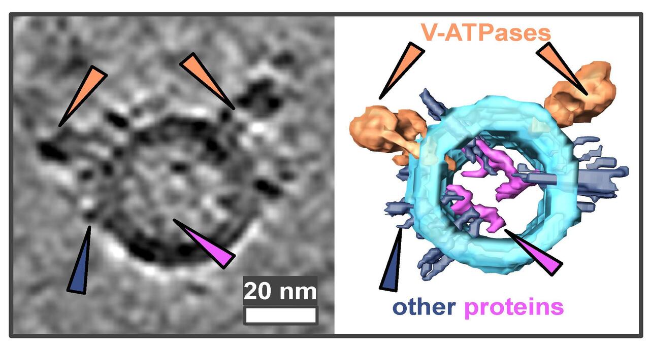 Imaging synaptic vesicles in 3D | Max Delbrück Center