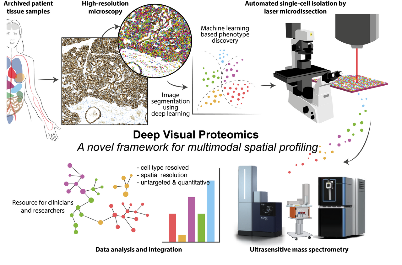Coscia Lab | Max Delbrück Center