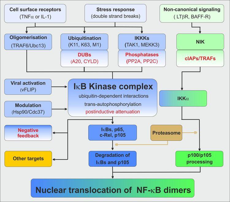 Introduction to NF-kappaB | Max Delbrück Center