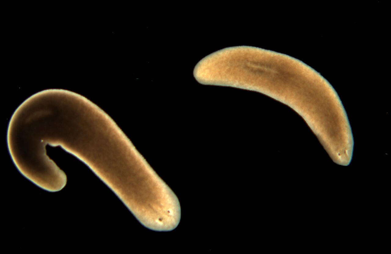 International Research Team seeks to Unravel Flatworm Regeneration ...