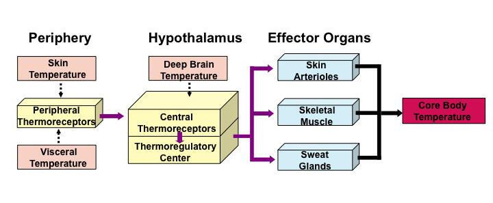 Temperature Detection and Thermoregulation | Max Delbrück Center