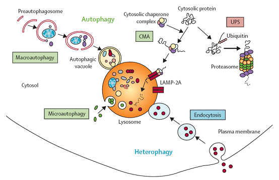 Autophagy network | Max Delbrück Center