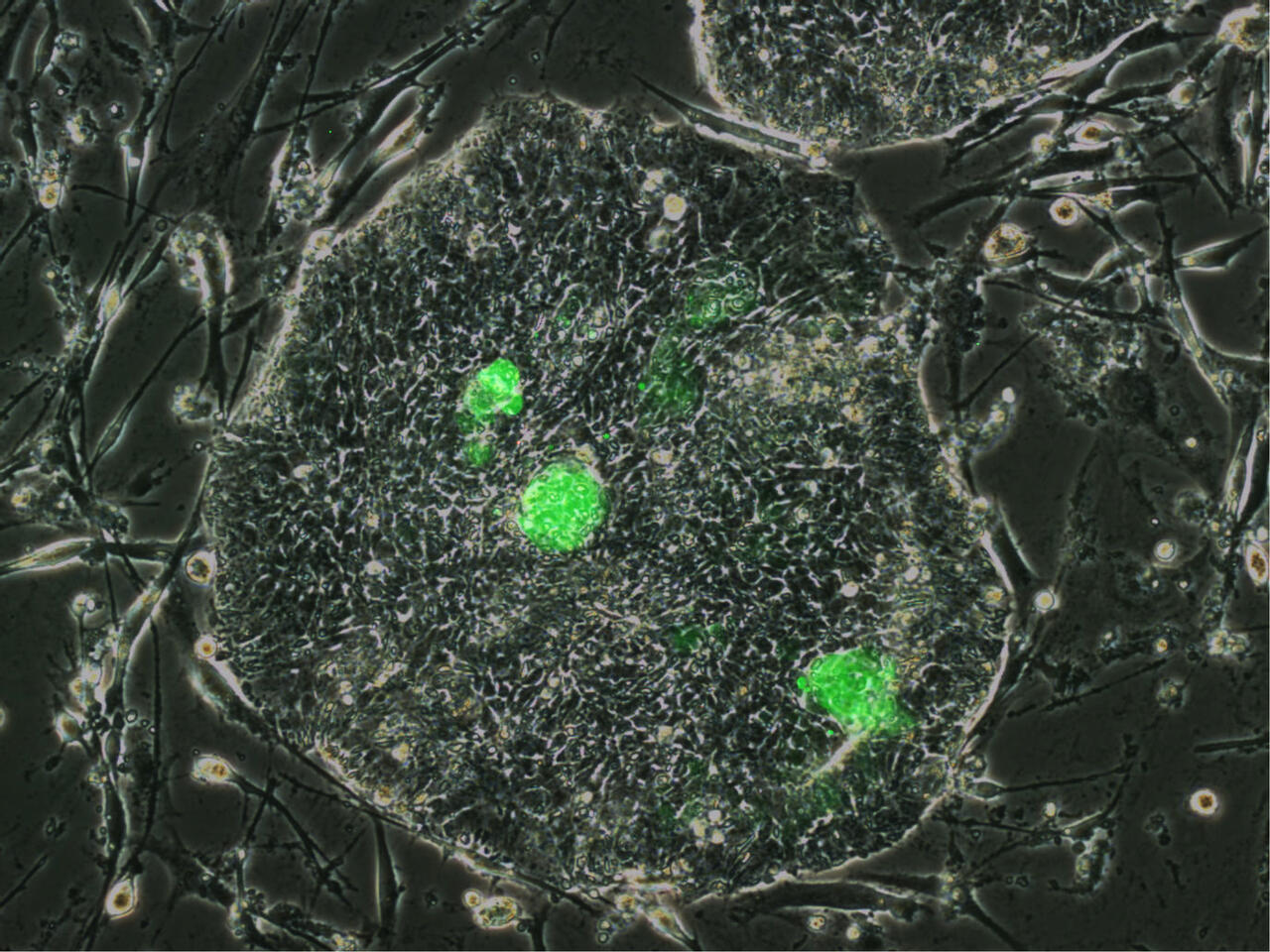 Researchers in Berlin and Bath Identify “Naïve-Like” Human Stem Cells ...