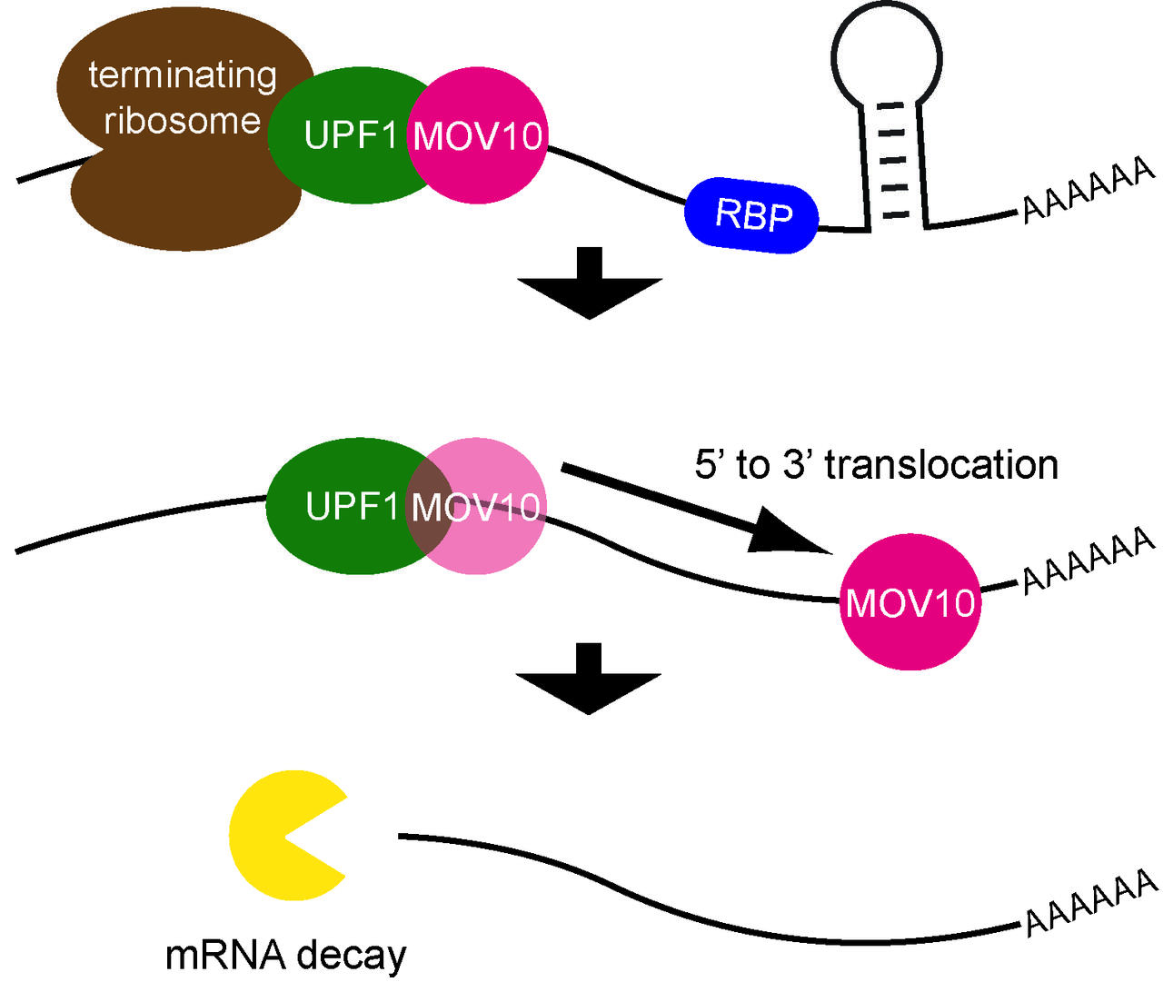 messenger rna structure