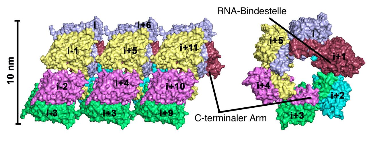 Structure of a hantavirus protein as a promising model for drug design ...