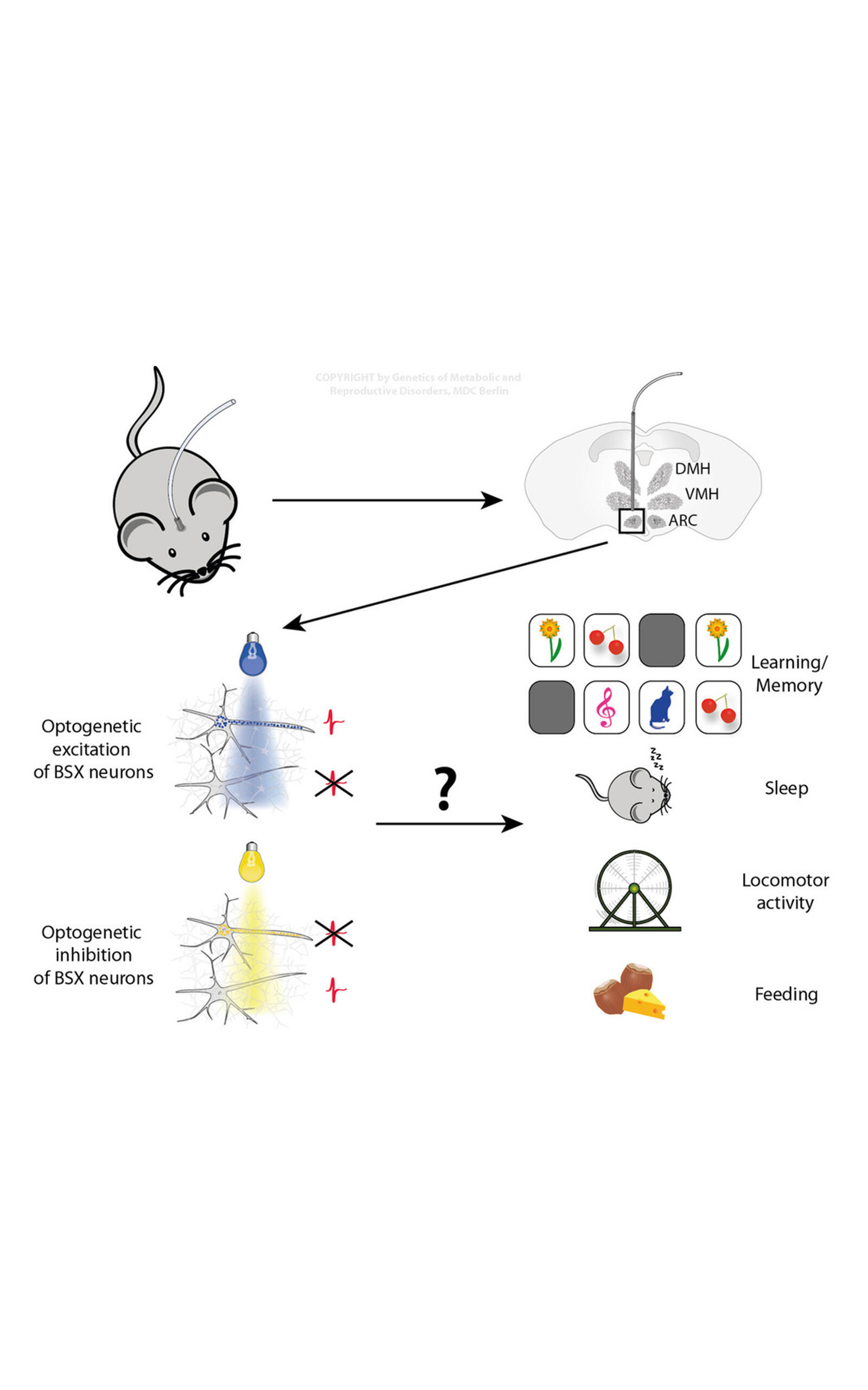 Optogenetics | MDC Berlin
