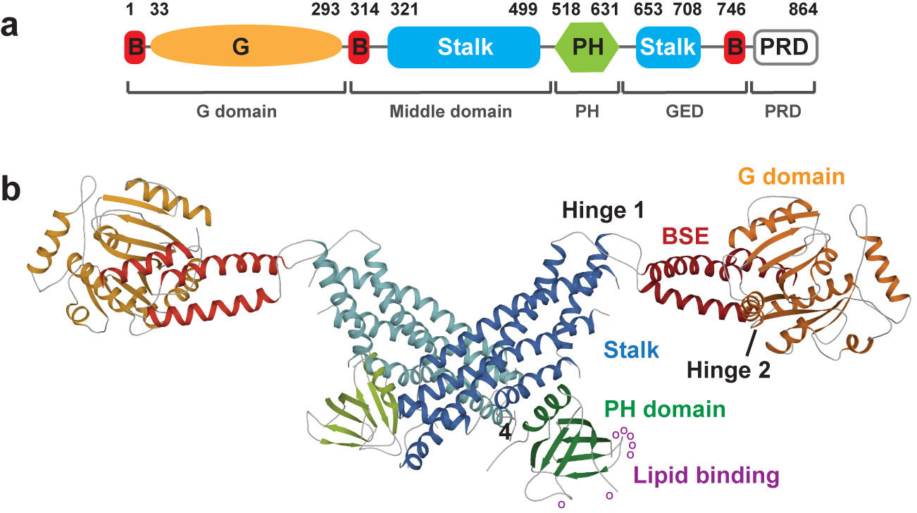 Dynamin | Max Delbrück Center for Molecular Medicine