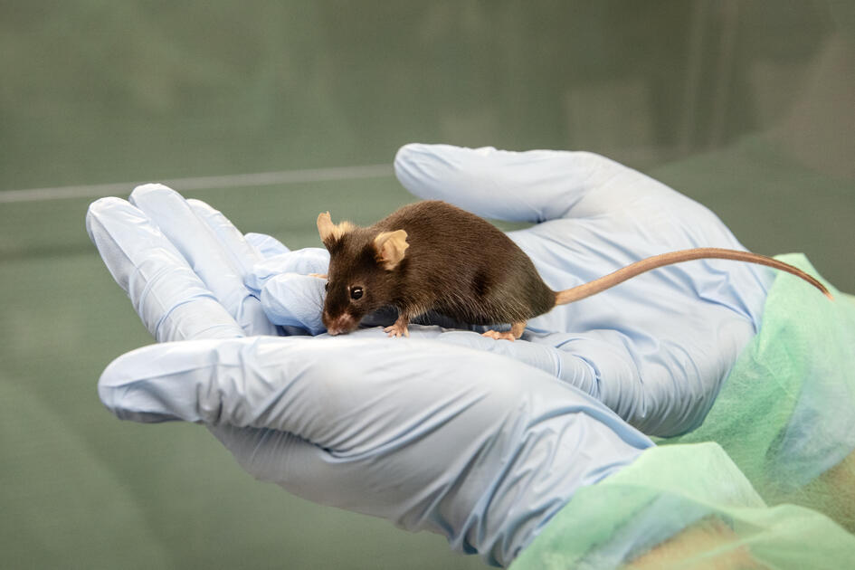 Improving openness in animal research in Germany | Max Delbrück Center