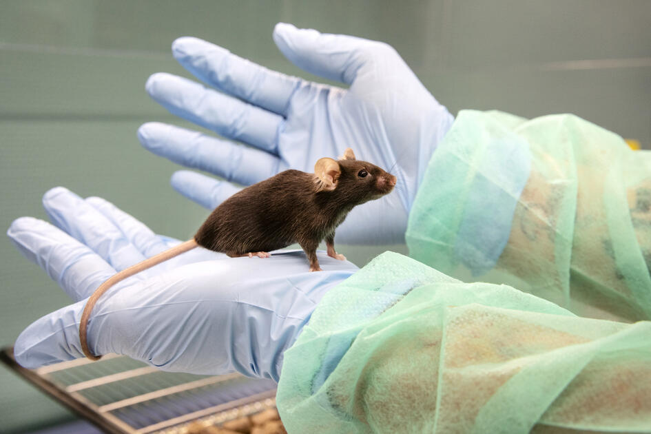 Researchers explain why animal testing is needed | Max Delbrück Center
