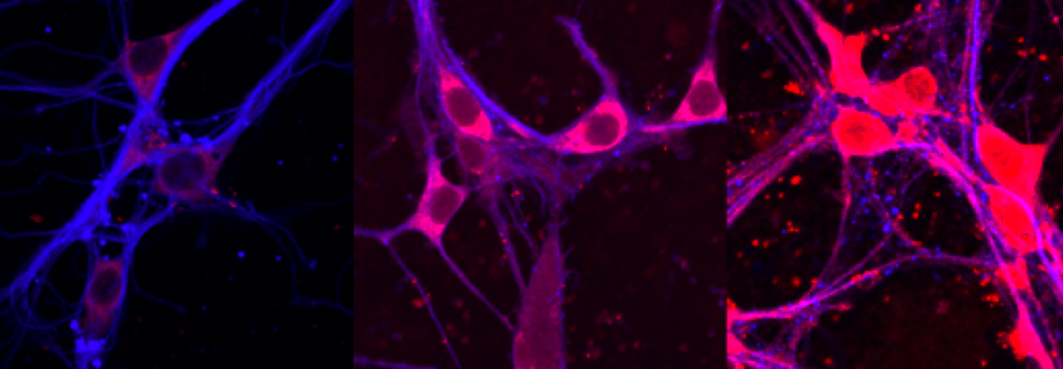 Birol Lab | Max Delbrück Center