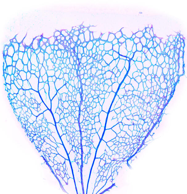 Vascular Networking: Ingrid Fleming | Max Delbrück Center