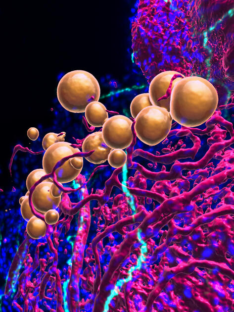 Best Scientific Image Contest: The winners are… | Max Delbrück Center