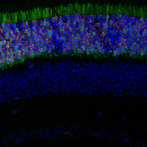 Michael Robson awarded grants to study chromatin | Max Delbrück Center
