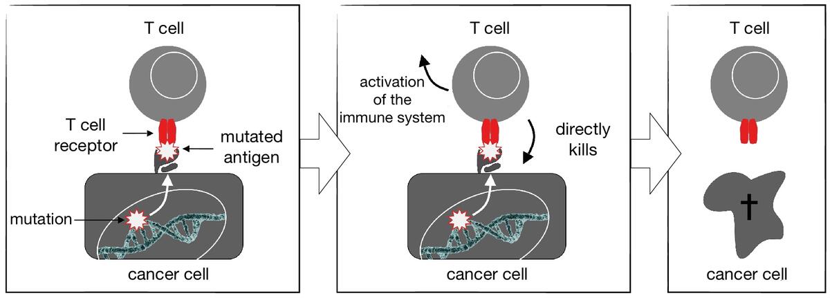 Gene therapy: T cells target mutations to fight tumors | Max Delbrück ...