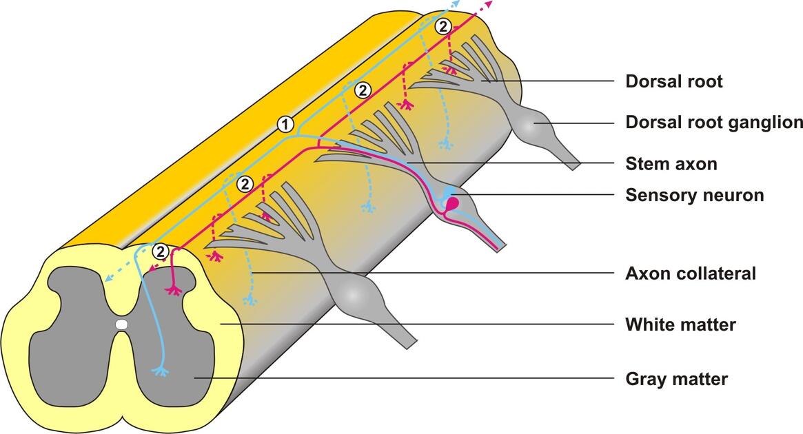 How to split an axon | Max Delbrück Center