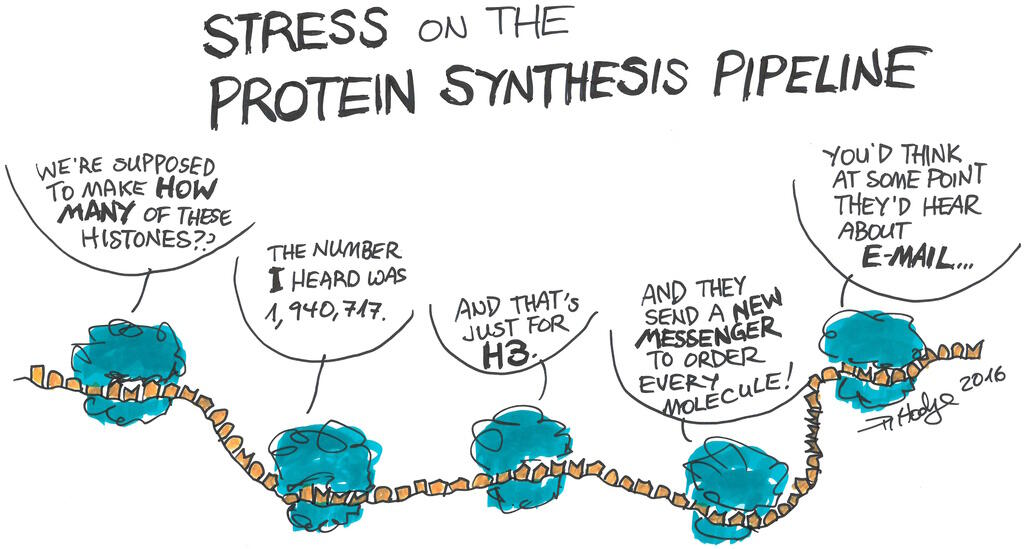 Protein Synthesis Cartoon