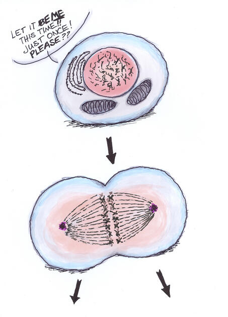 Cartoon: The monotonous fate of a stem cell | Max Delbrück Center
